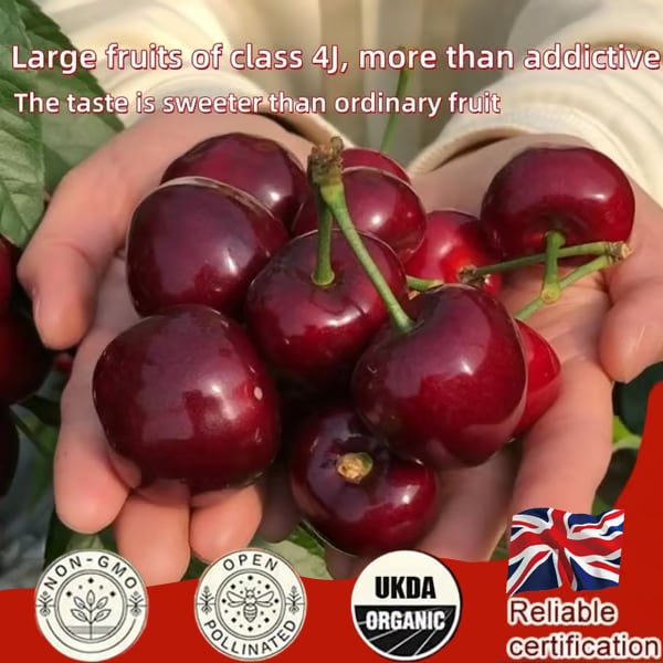 🌳LIMITED-TIME BUY 1 GET 1 FREE🍒Cherry Seeds—Ideal for Gardens ...